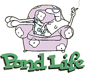 Pond Life - 2 DVD Box Set - 90sDVDs